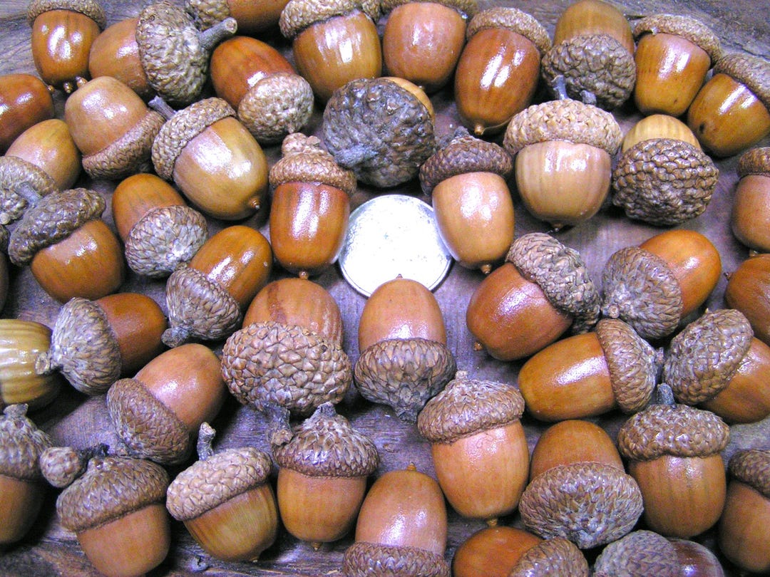 48 Oak Tree Acorns With Caps for Fall Crafts, Real Acorns, Natural ...
