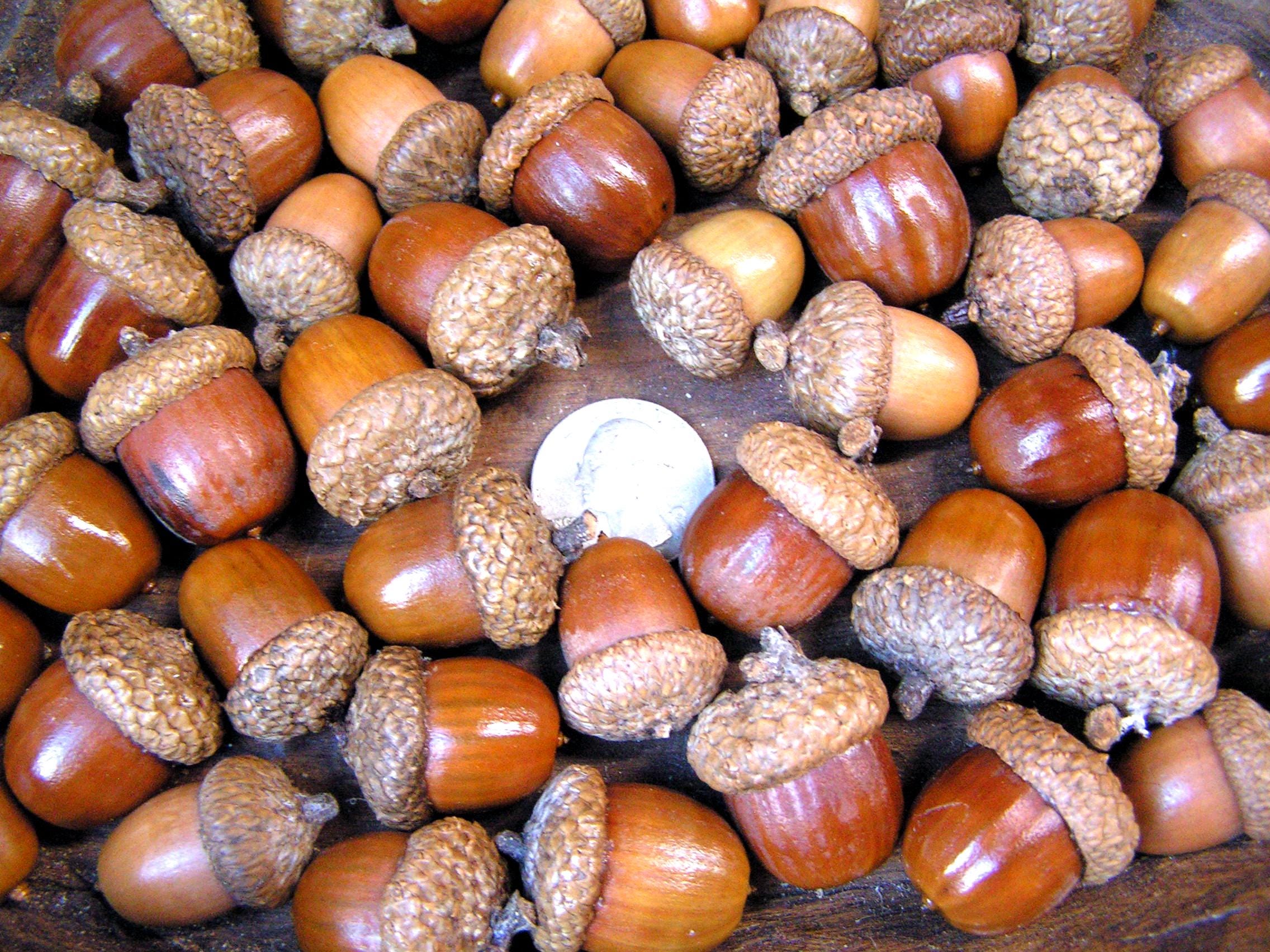 48 Dried Acorns With Caps for Fall Crafts, Real Acorns, Natural Finish ...