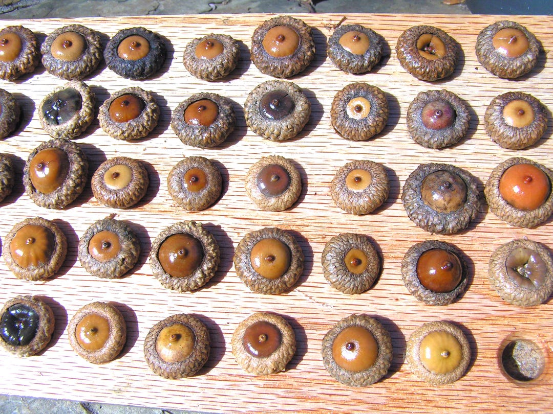 40 Dried Button Acorns With Caps for Fall Crafts, Real Acorns, Natural ...