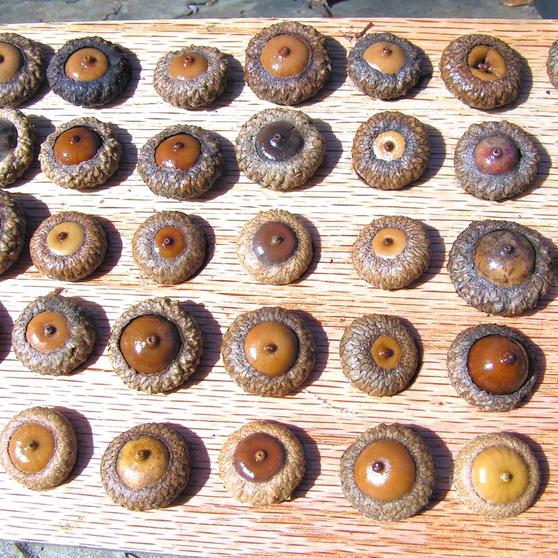 Acorn Button - Etsy