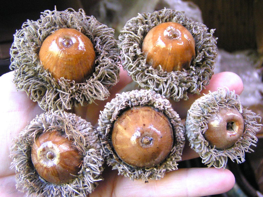 GIANT Burr Oak Acorns for Fall Crafts, Wreaths, Bowl Fillers, Accents ...