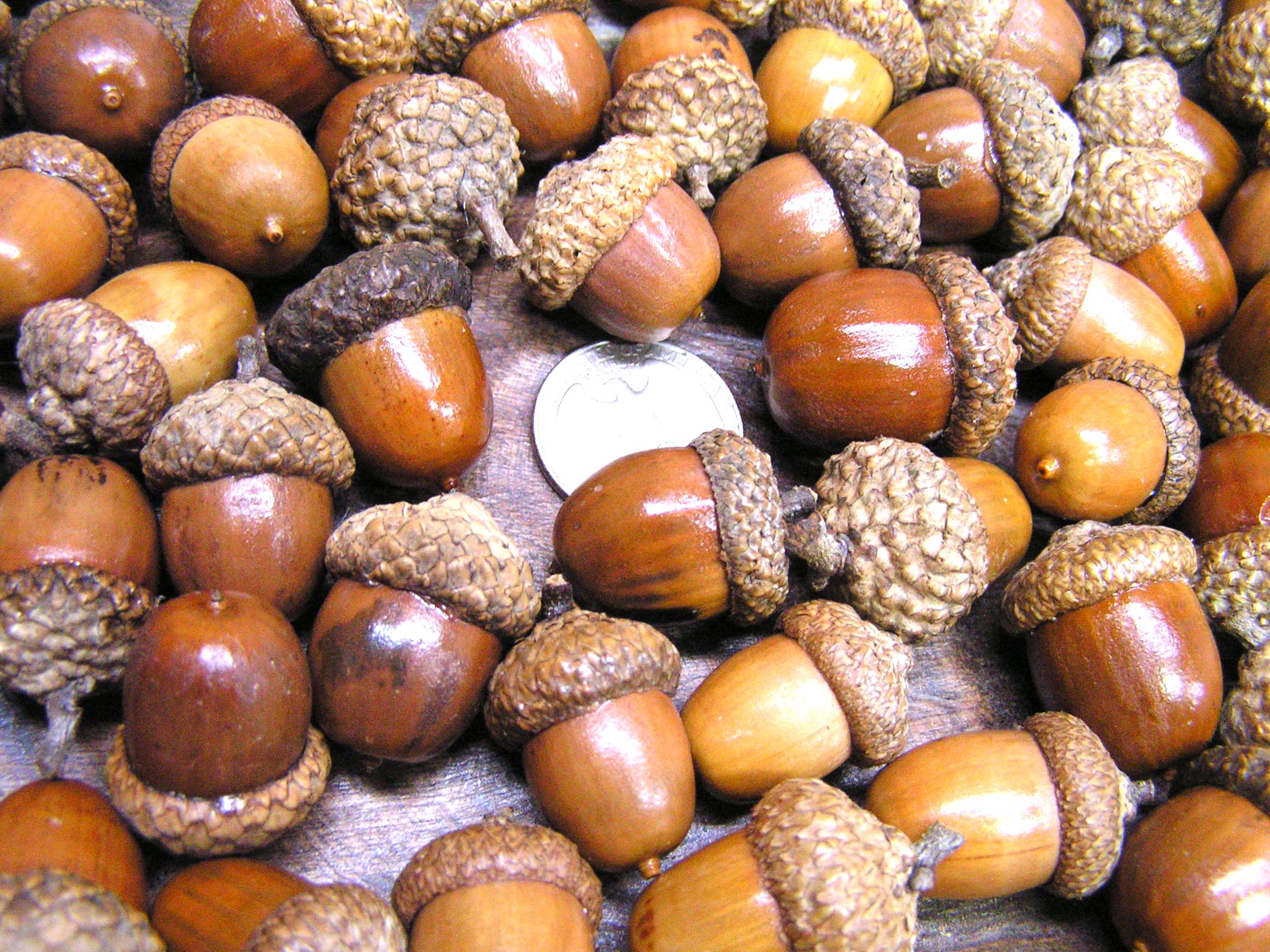 48 Dried Acorns With Caps for Fall Crafts, Real Acorns, Natural Finish ...