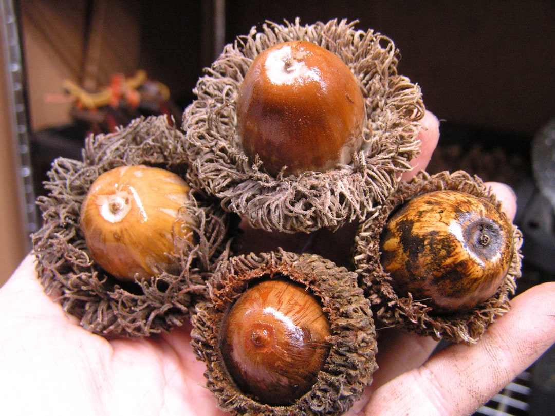 GIANT Burr Acorns for Fall Crafts, Wreaths, Bowl Fillers, Accents, Set ...