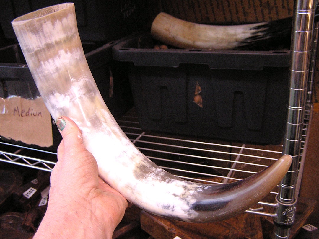 Polished Longhorn Steer Horn for Woodwork, Crafting, Other Projects ...