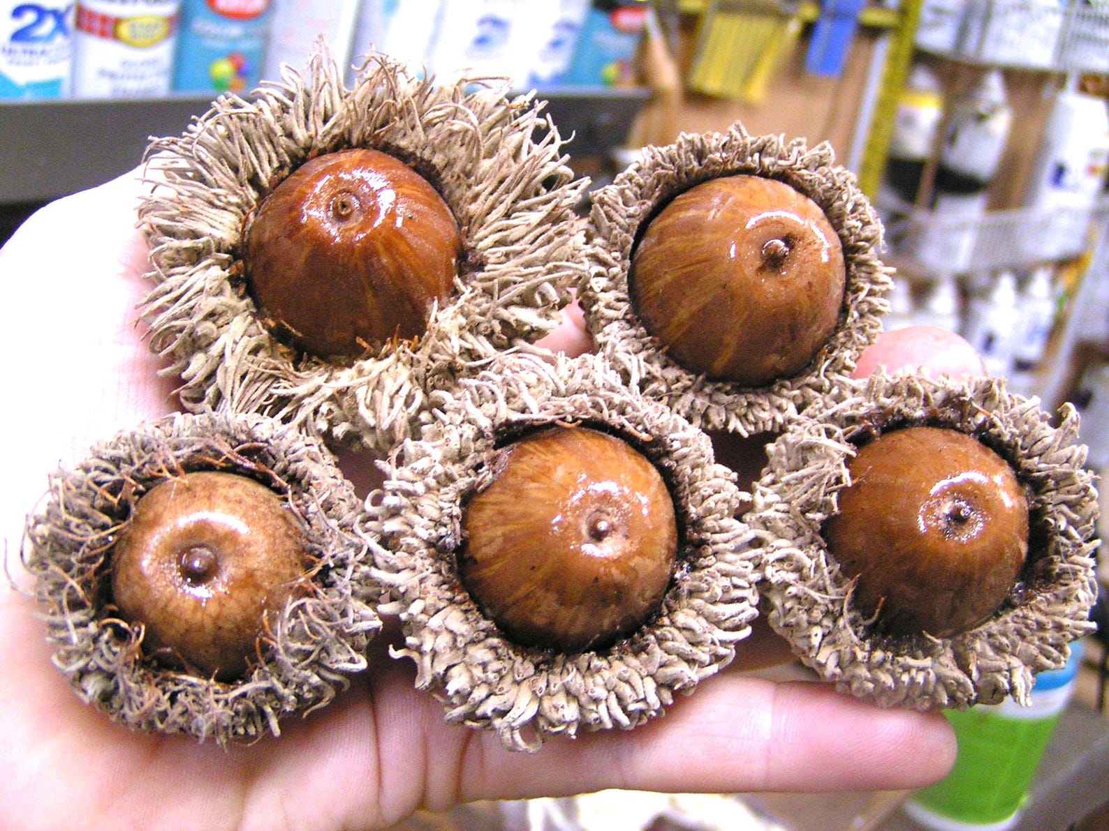 GIANT Burr Oak Acorns for Fall Crafts, Wreaths, Bowl Fillers, Accents ...