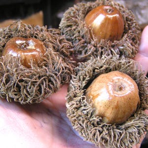 Giant Burr Acorns WITH Caps for Fall Crafts, Wreaths, Accents, Real ...