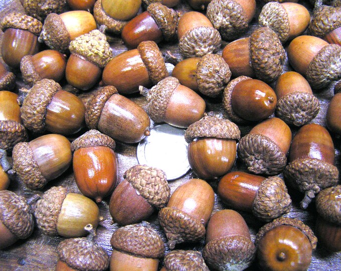47 Dried Acorns With Caps for Fall Crafts, Real Acorns, Natural Buffed ...