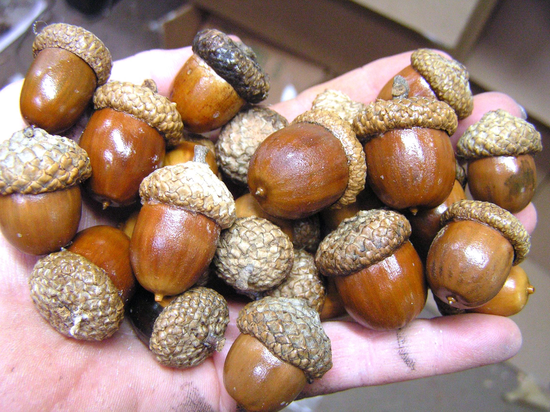 48 Dried Acorns With Caps for Fall Crafts, Real Acorns, Natural Finish ...