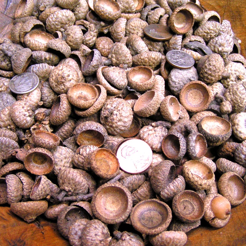 Real Acorns No Caps - Etsy