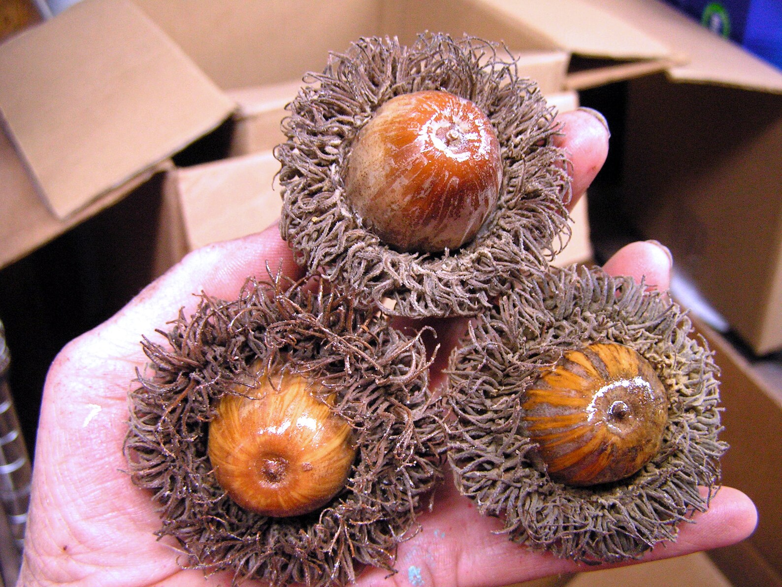 Giant Burr Acorns WITH Caps for Fall Crafts Wreaths Accents - Etsy