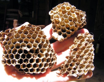 TWO Real Wasp Nests, Paper Wasp Nests, Bee Nest, Hornet's Nest, Insects ...