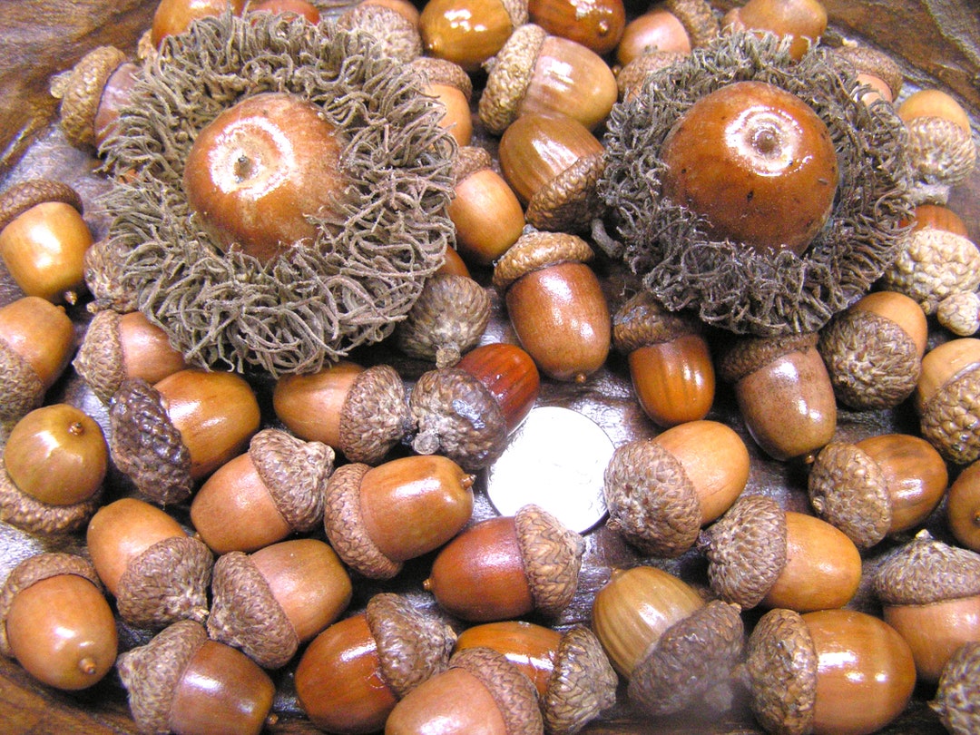 57 Dried Acorns With Caps for Fall Crafts, Real Acorns, Natural Buffed ...