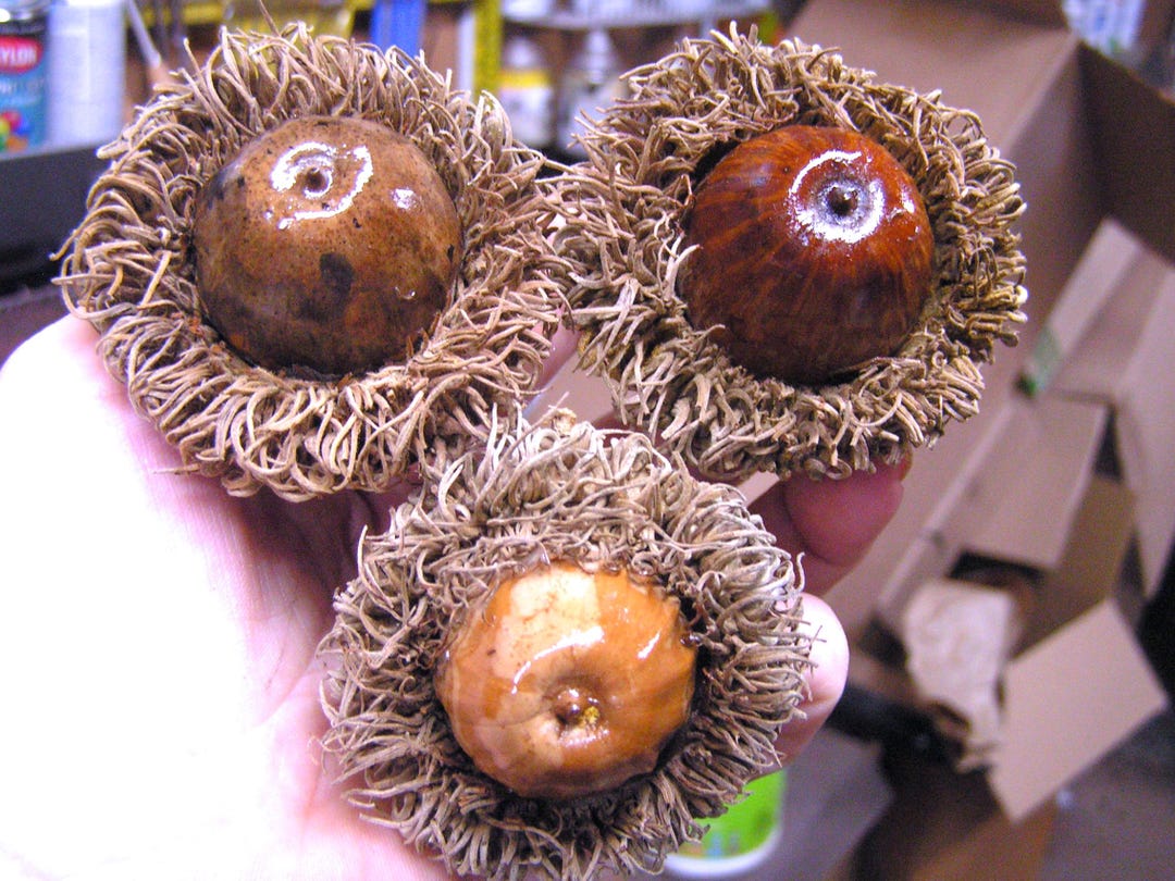 Giant Burr Acorns WITH Caps for Fall Crafts, Wreaths, Accents, Real ...