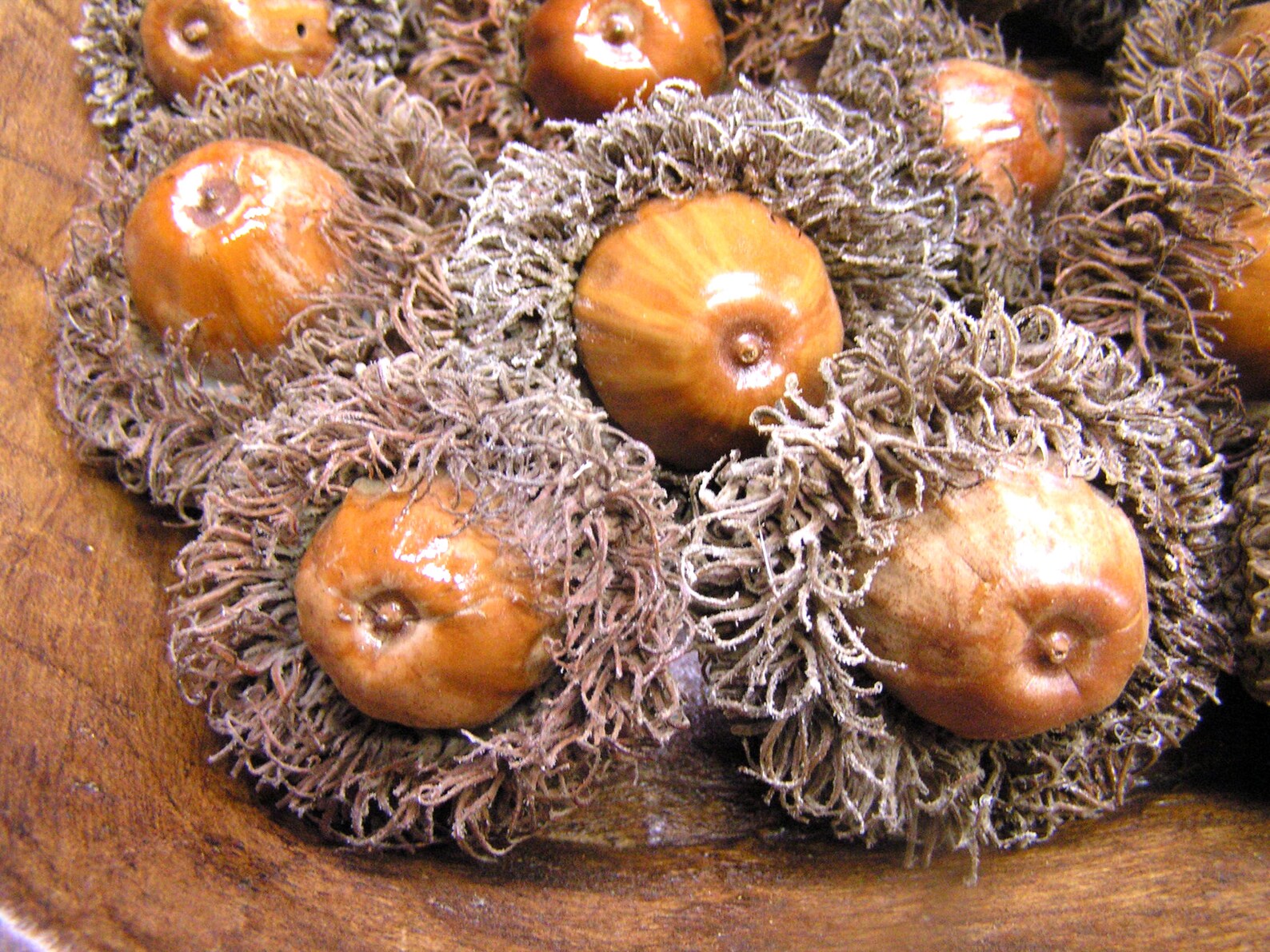 TWENTY Giant Burr Acorns DISCOUNTED for Fall Crafts, Wreaths, Bowl ...