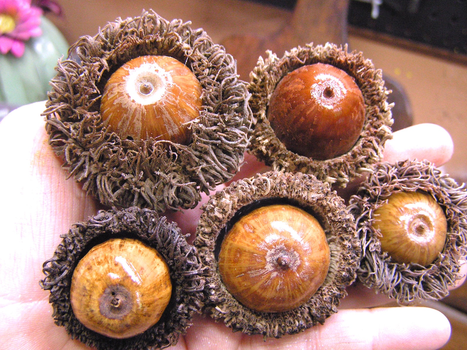 GIANT Burr Acorns for Fall Crafts Wreaths Bowl Fillers - Etsy