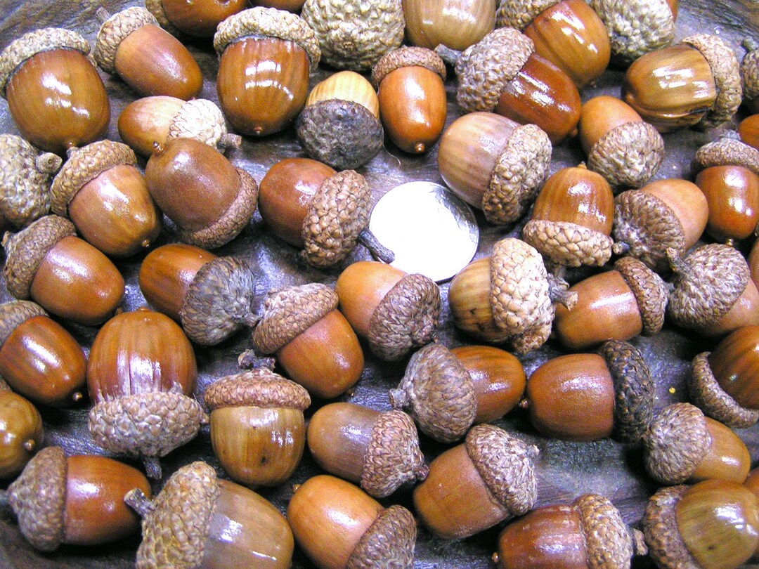 48 Dried Acorns With Caps for Fall Crafts, Real Acorns, Natural Buffed ...