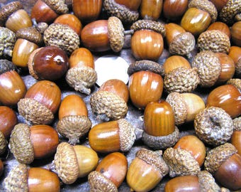 48 Oak Acorns With Caps for Crafts, Real Acorns, Polished and Sealed ...