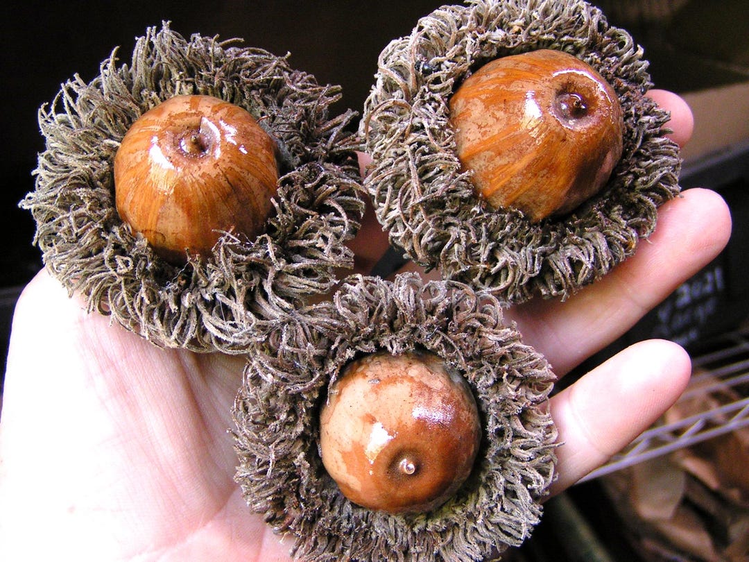 Giant Burr Acorns WITH Caps for Fall Crafts, Wreaths, Accents, Real ...