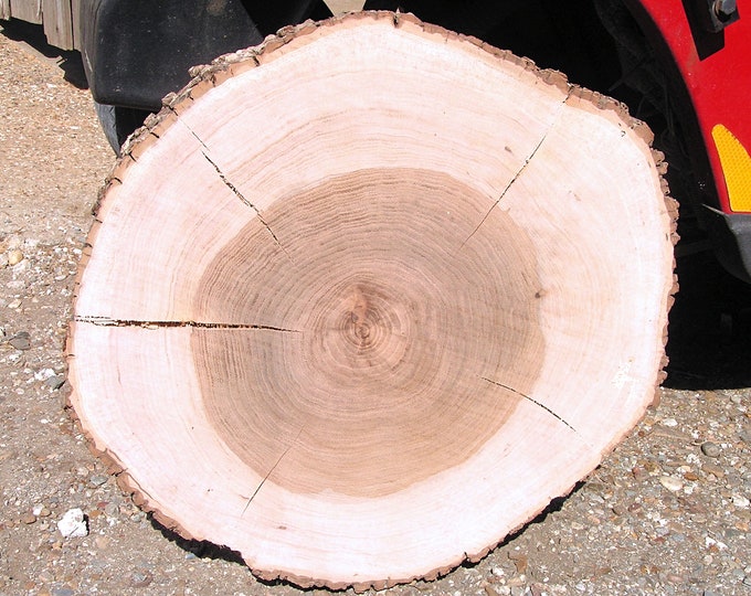 Live Edge WALNUT Round Wood Slab Tree Slice for Table Top, Sign, End ...