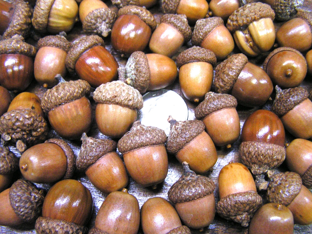 47 Dried Acorns With Caps for Fall Crafts, Real Acorns, Natural Buffed ...