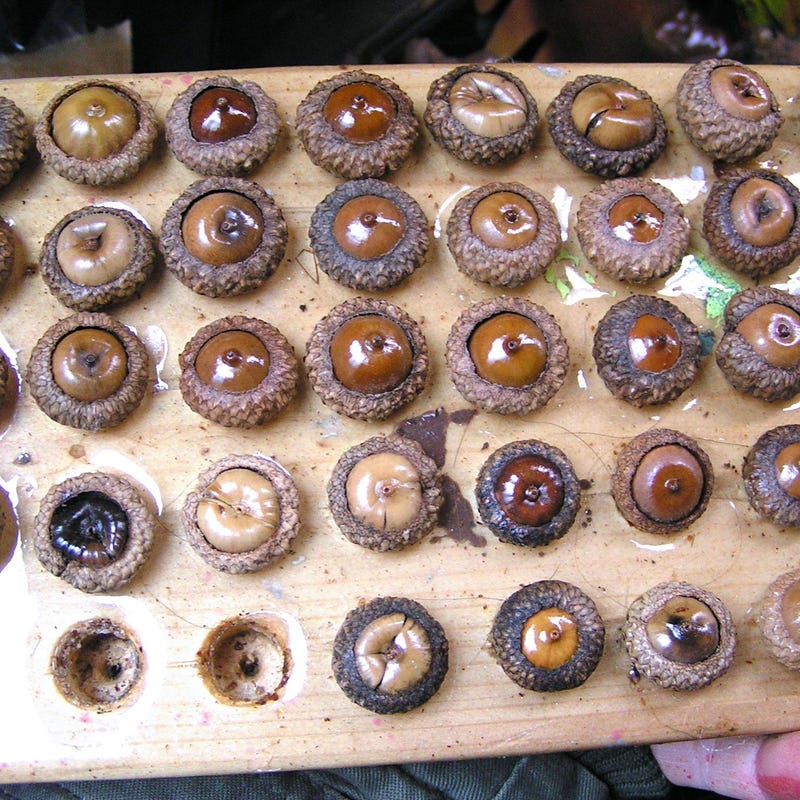 Acorn Button - Etsy