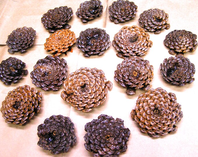 EIGHTEEN Pine Cone Flowers Texas Pine Cone Slices for - Etsy