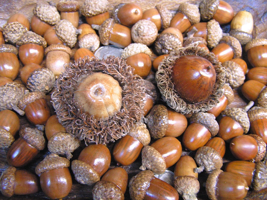 57 Dried Acorns With Caps for Fall Crafts Real Acorns - Etsy