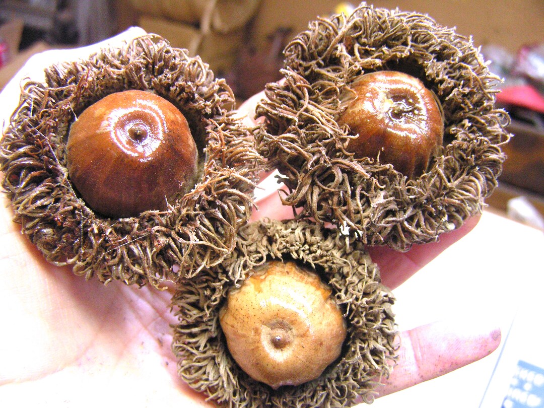 Giant Burr Acorns WITH Caps for Fall Crafts, Wreaths, Accents, Real ...