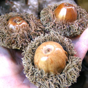 Giant Burr Acorns WITH Caps for Fall Crafts, Wreaths, Accents, Real ...