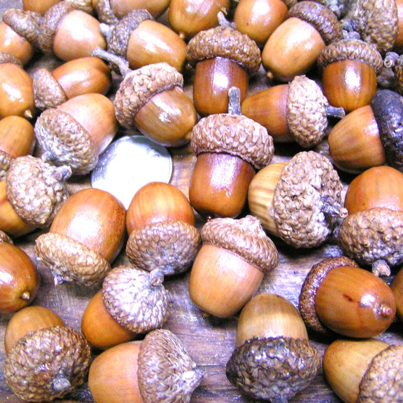 Acorn Oak Tree - Etsy