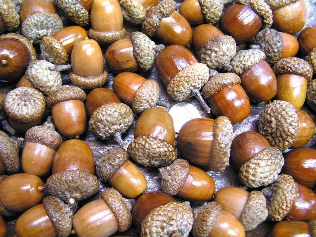 48 Oak Acorns With Caps for Crafts, Real Acorns, Large and Medium ...