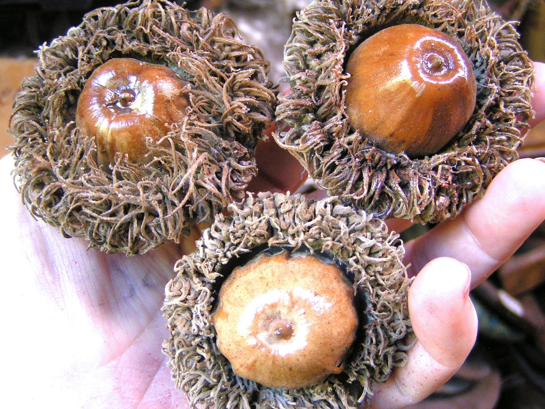Giant Burr Acorns WITH Caps for Fall Crafts, Wreaths, Accents, Real ...