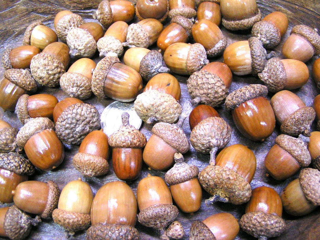 48 Real Acorns With Caps for Fall Crafts, Oak Tree Acorns, Sealed ...