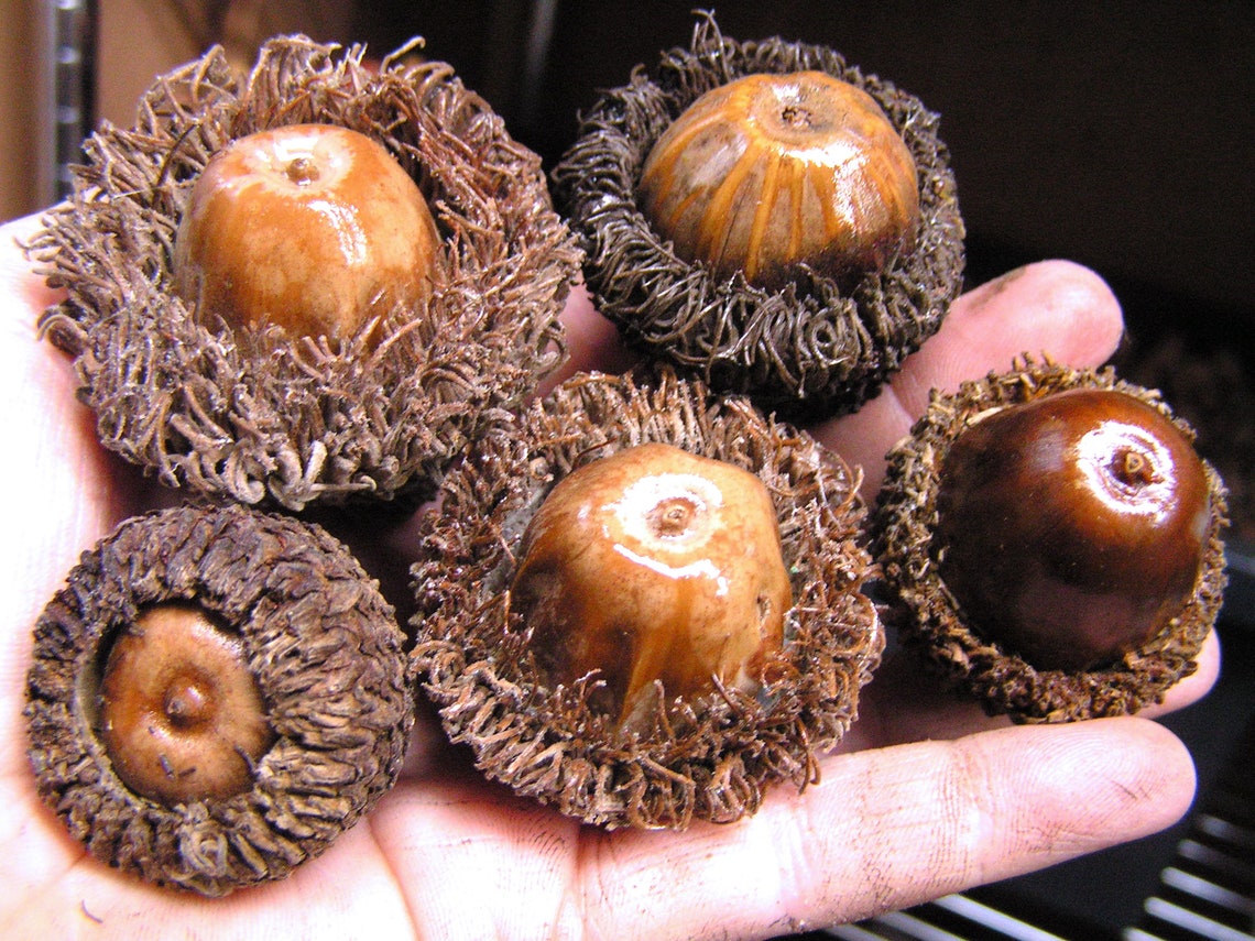 GIANT Burr Acorns for Fall Crafts Wreaths Bowl Fillers - Etsy