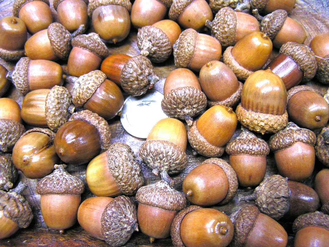 47 Dried Acorns With Caps for Fall Crafts, Real Acorns, Natural Buffed ...