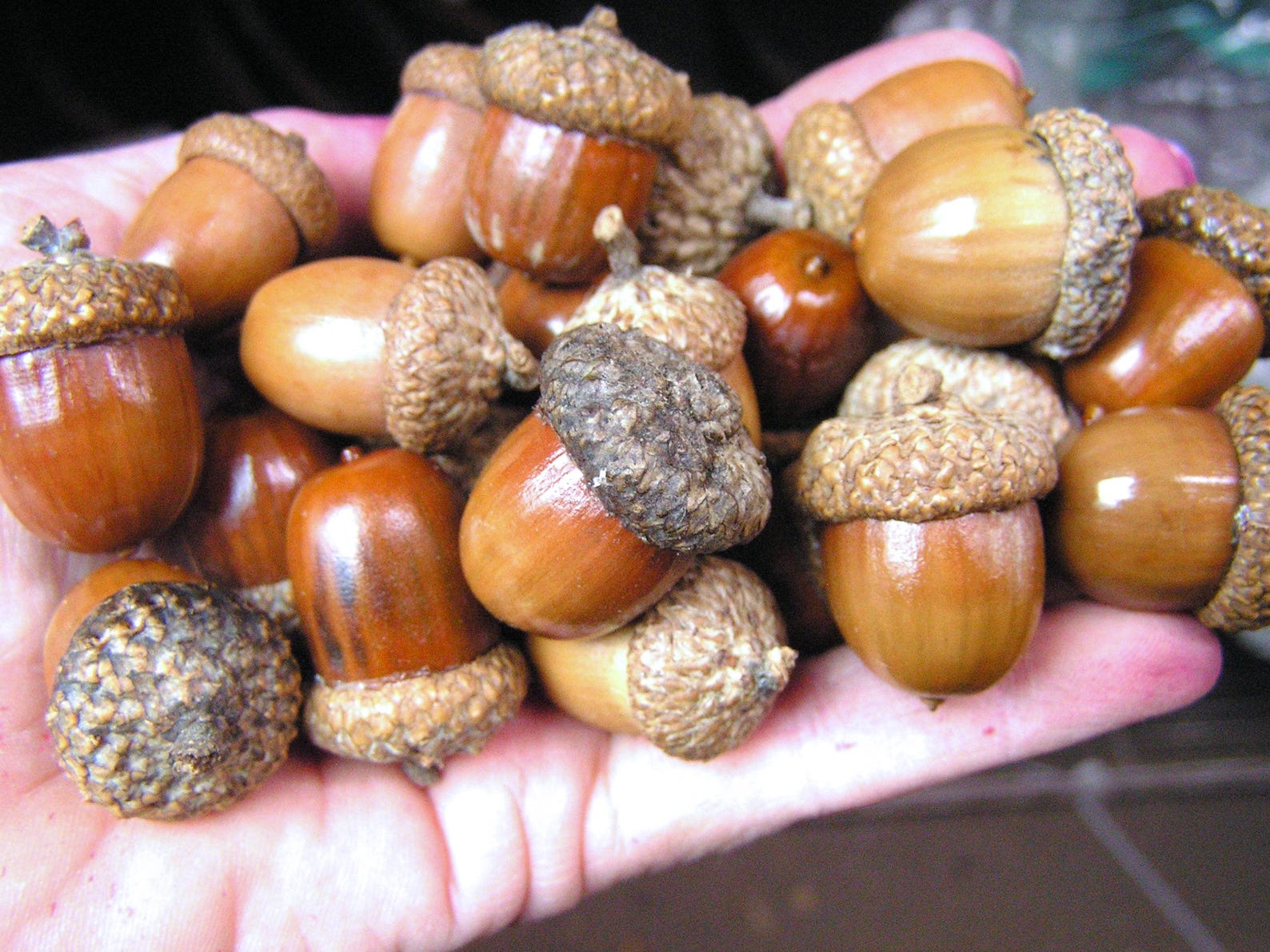 48 Oak Acorns With Caps for Crafts, Real Acorns, Polished and Sealed ...