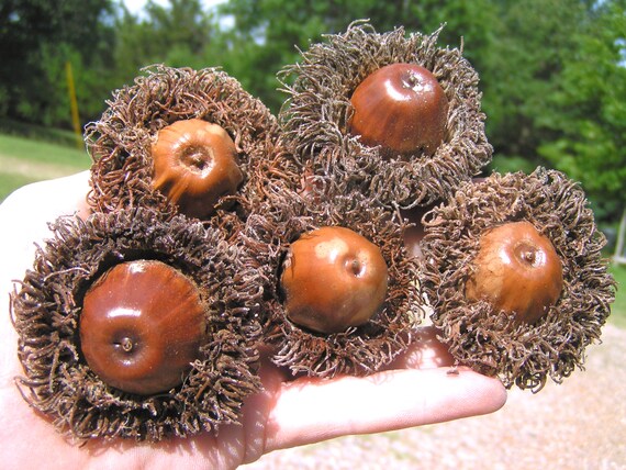 GIANT Burr Acorns for Fall Crafts Wreaths Bowl Fillers - Etsy