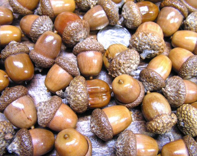 47 Dried Acorns With Caps for Fall Crafts, Real Acorns, Natural Buffed ...