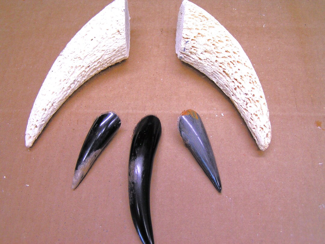 Buffalo and Longhorn Steer Tip Pieces for Handles, Jewelry, Buttons ...