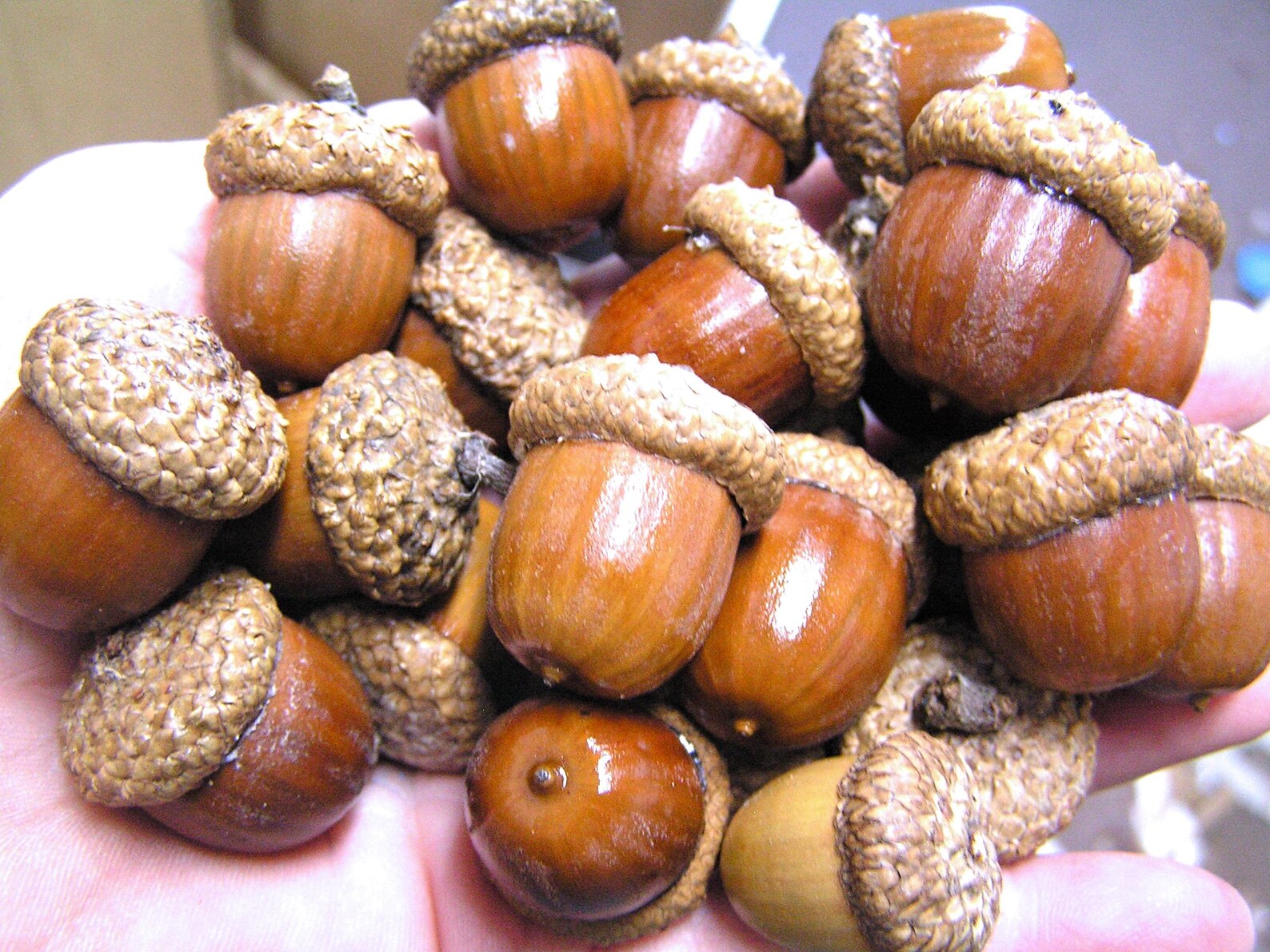 48 Dried Acorns With Caps for Fall Crafts, Real Acorns, Natural Finish ...