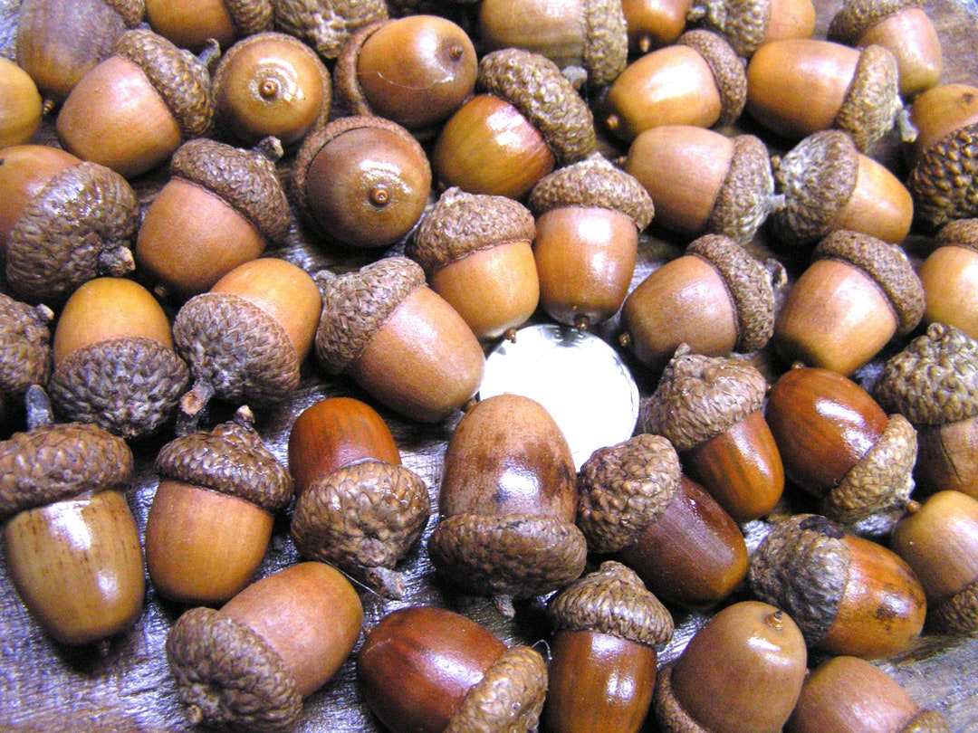 47 Dried Acorns With Caps for Fall Crafts, Real Acorns, Natural Buffed ...
