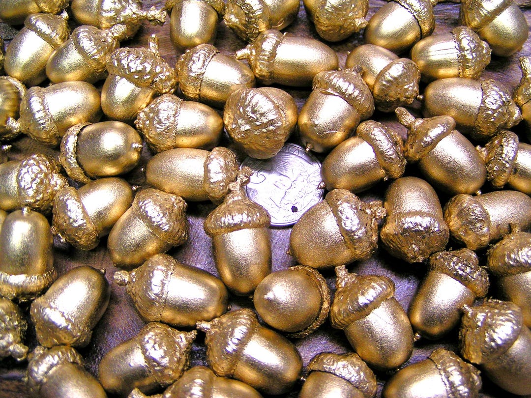 50 Dried Acorns WITH Caps, Gold Finish for Crafts, Holiday Wreaths ...