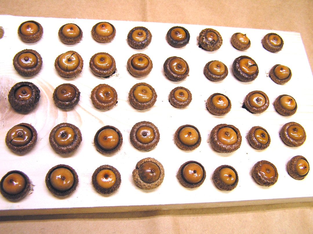 40 Dried Button Acorns With Caps for Fall Crafts Real Acorns - Etsy