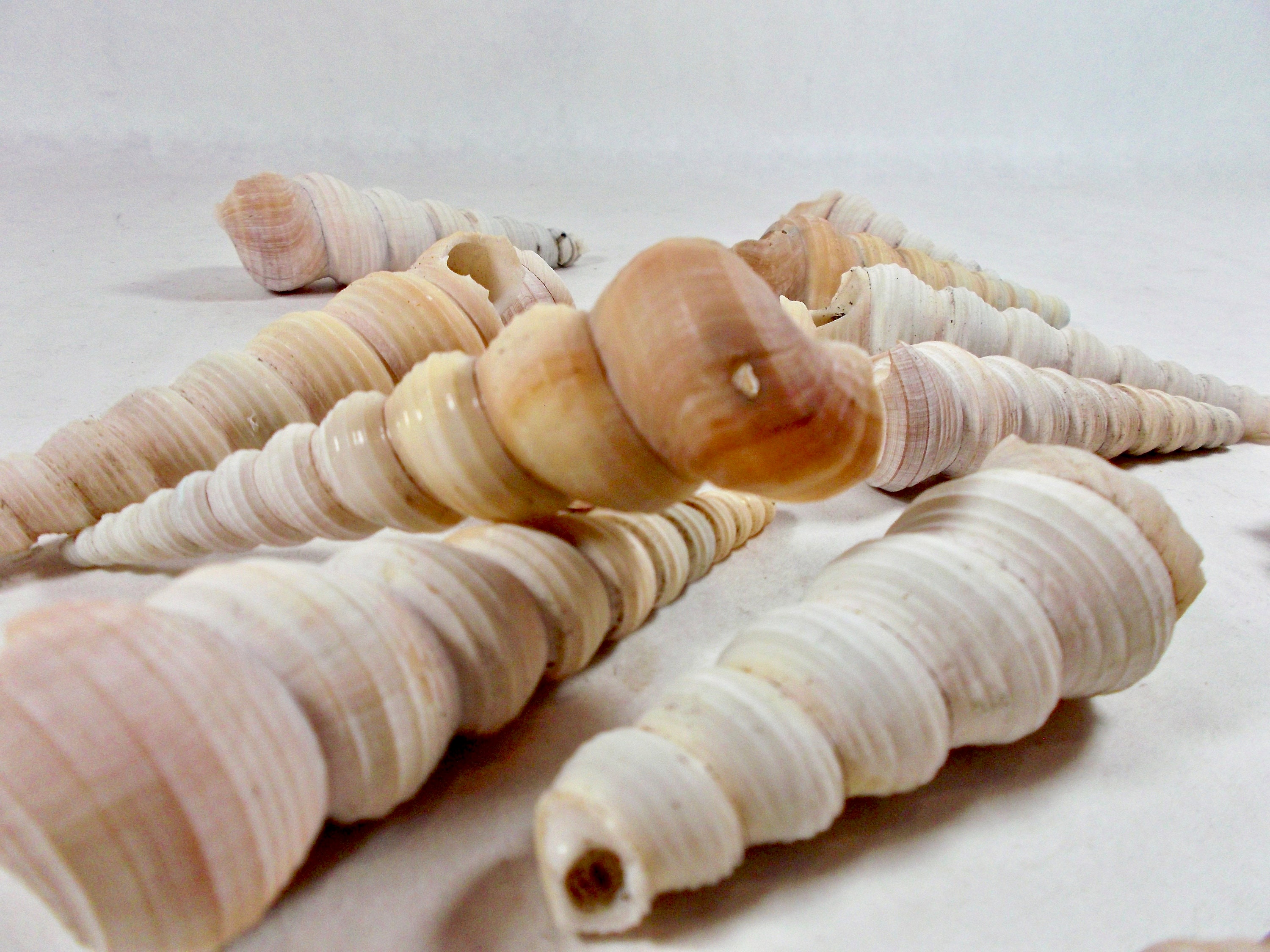 Turritella Shells Screw Shells Spiral Tower Shells Sea | Etsy