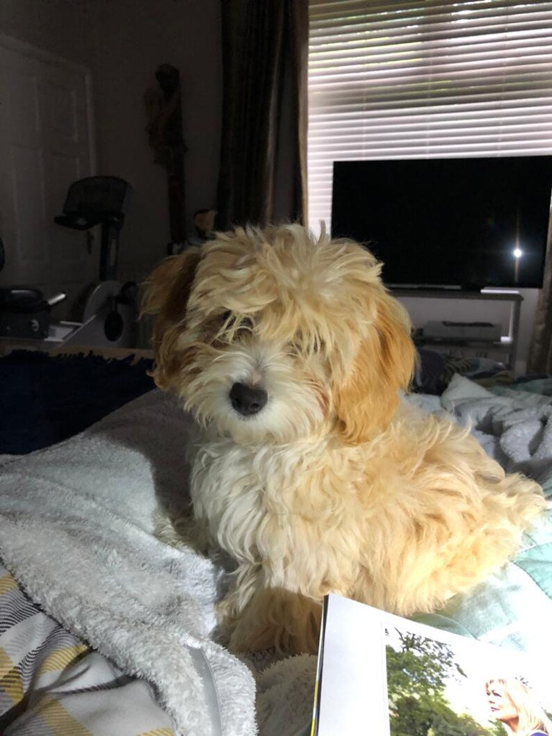 Cavapoo Cavapoochon With Flower Crown Vinyl Sticker Cute | Etsy UK