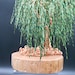 Wire Tree Wire Tree Sculpture Made to Order Willow Tree - Etsy