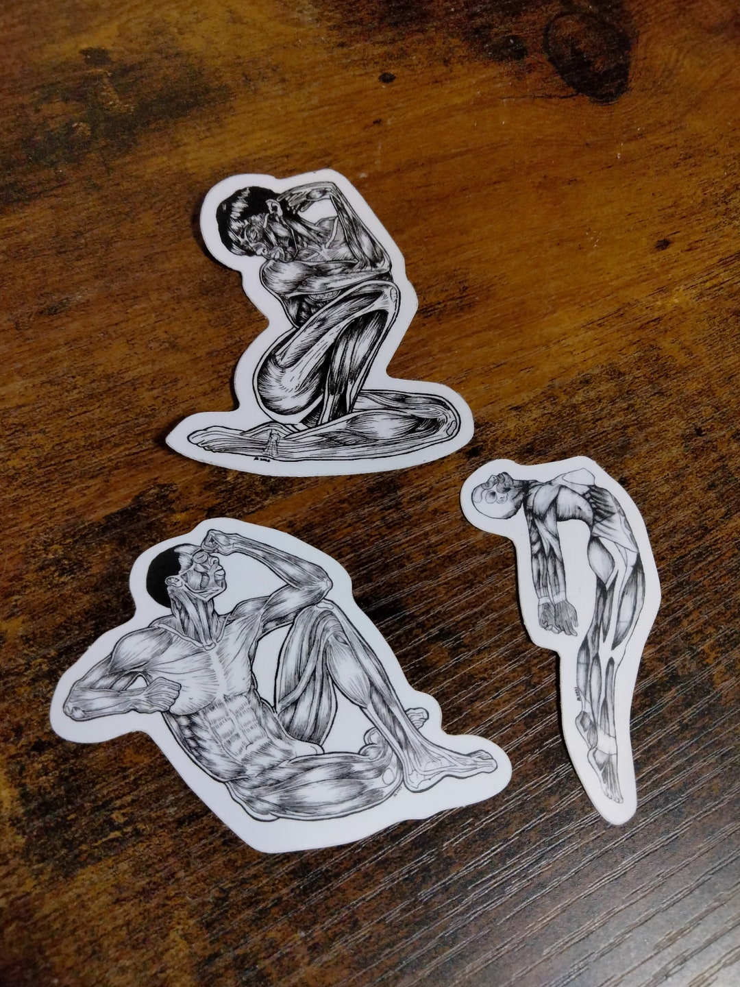 Anatomical Figure Stickers Collection - Etsy