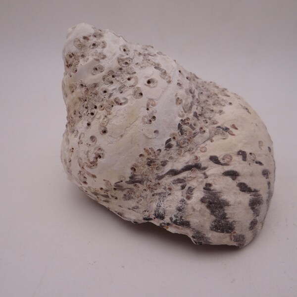 Hermit Crab Shell - Etsy