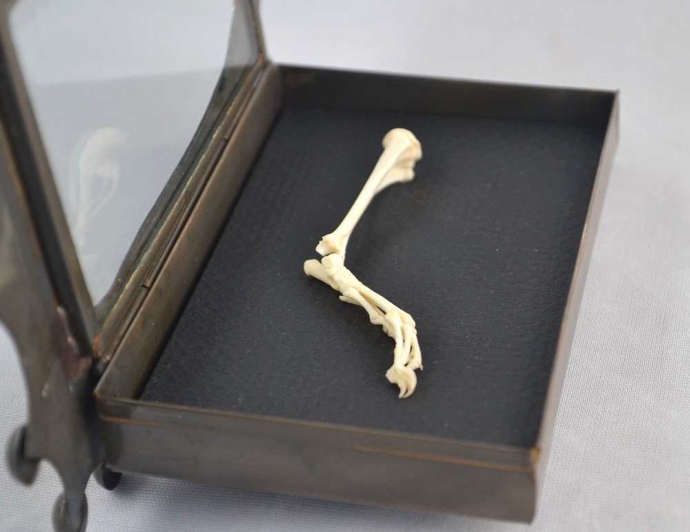 Rat Leg Rat Bones Bone Nicho Bone Art - Etsy