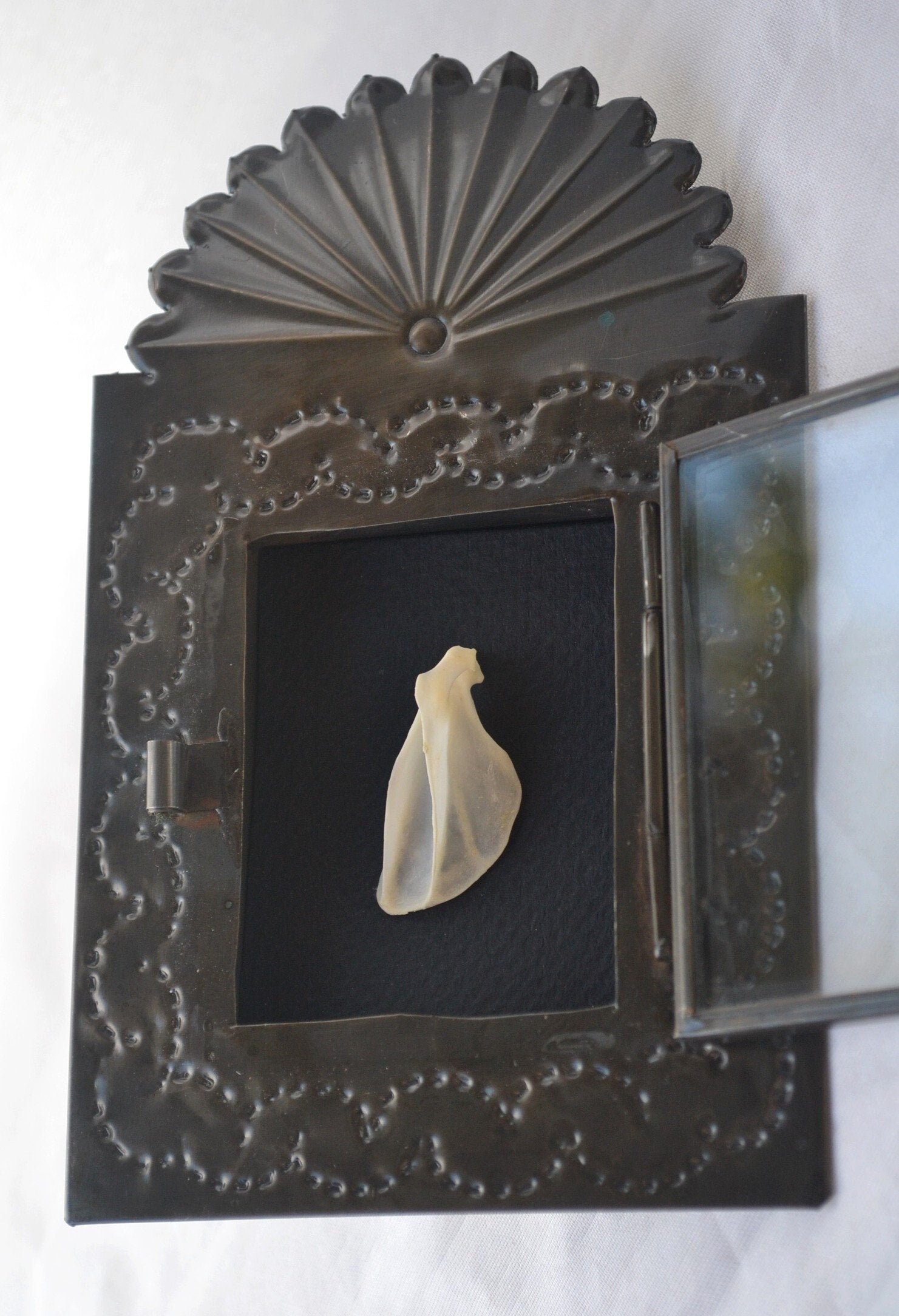 Rat Scapula Rat Bones Bone Art Bone Nicho - Etsy